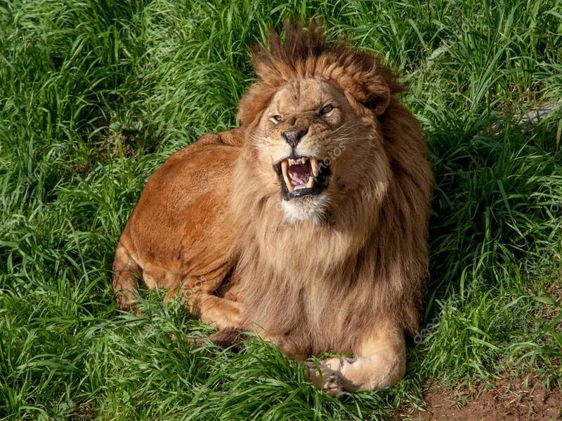 Un león ataca a supuesto ladrón en México