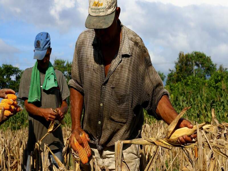 Cosecha de granos básicos en 2021 será de 19 millones de quintales