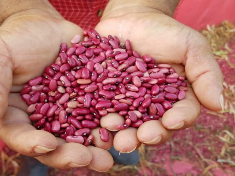 Cosecha de granos básicos en 2021 será de 19 millones de quintales