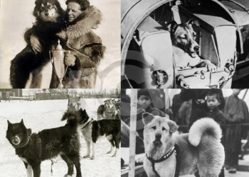 EN SU DÍA: Conoce a los perros más famosos de la historia
