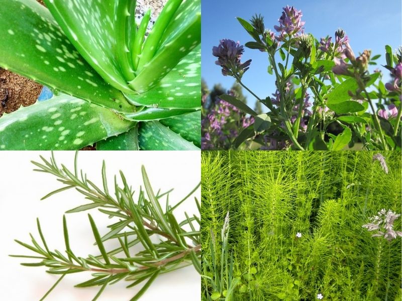 Algunas plantas que debes tener en casa para detener la caída del cabello