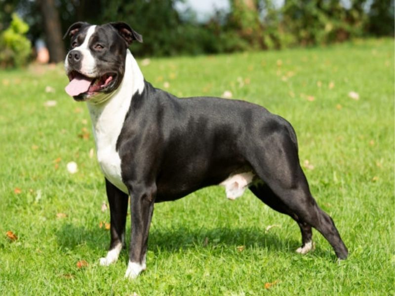 ¿Sabes cuáles son los cinco perros más bravos del mundo?