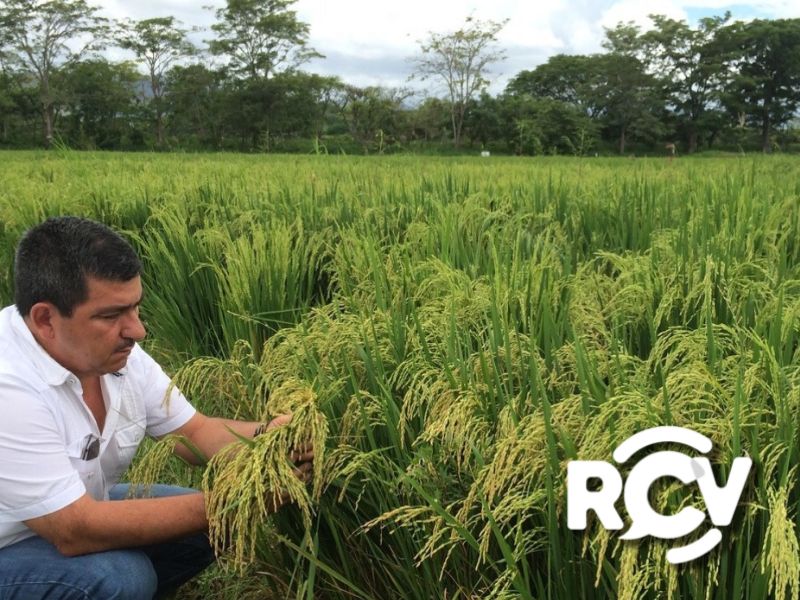 Producción de arroz en Honduras bajará un 40 por ciento