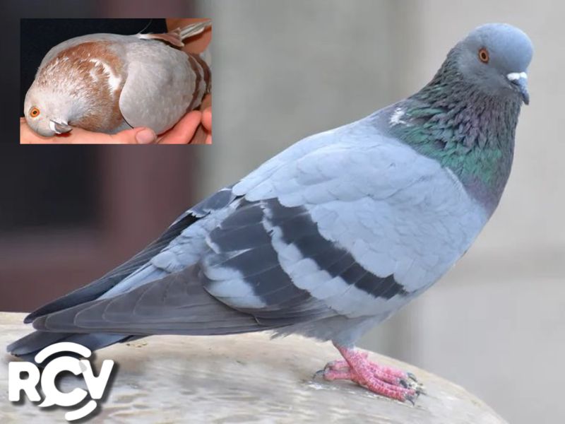 Conoce el virus que esta convirtiendo las palomas de Reino Unido en ...