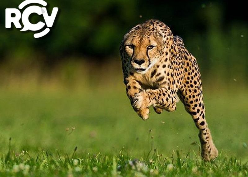 Descubre cuáles son los animales más rápidos del mundo