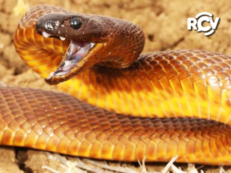 Descubre cuál es la serpiente más venenosa del mundo