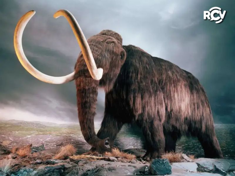 ¡Asombroso! Científicos buscan traer a la vida a animales extintos