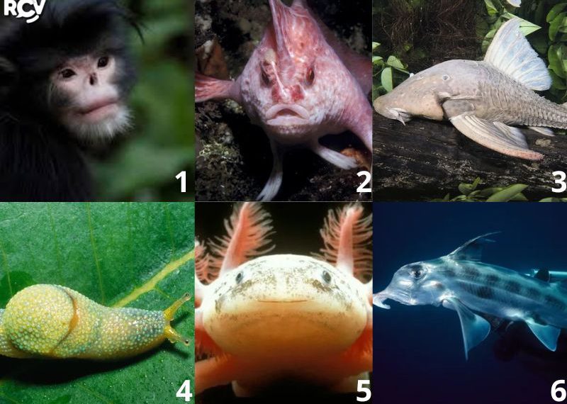 Conoce los 6 animales más raros del mundo