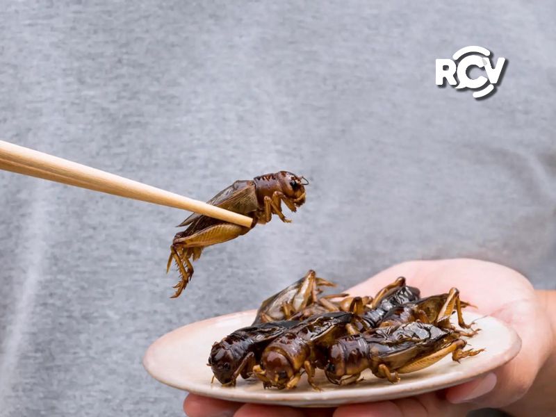 Como una alternativa a la carne la FAO promueve el consumo de insectos