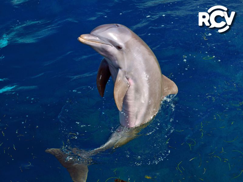 Descubriendo las maravillas del mundo de los delfines