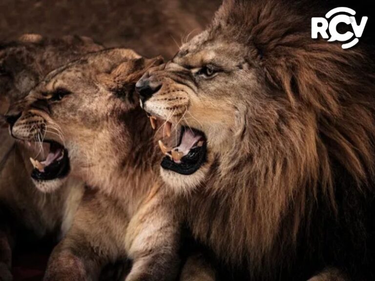 Cinco curiosidades sobre los leones que te pueden interesar