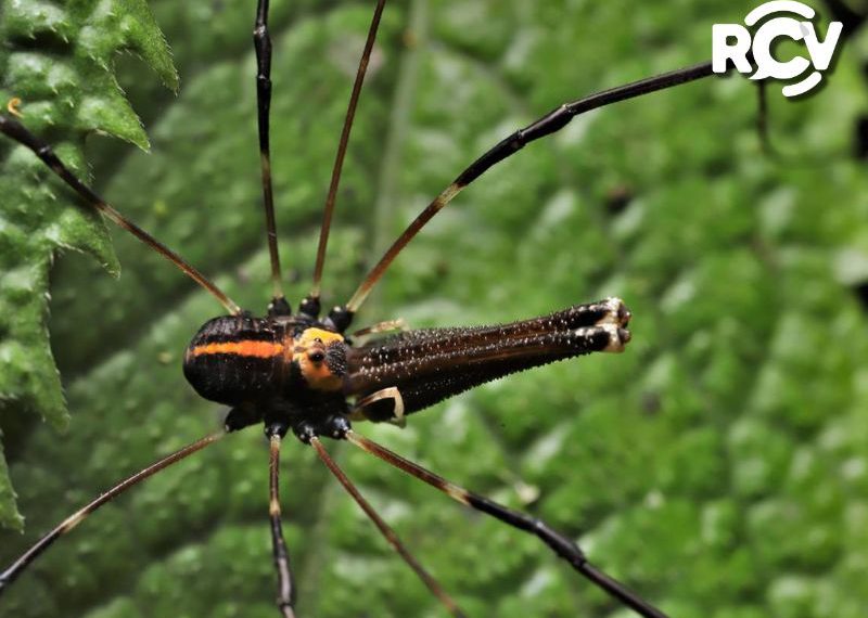Descubre curiosidades de la especie de Arácnido que seguro no conocías