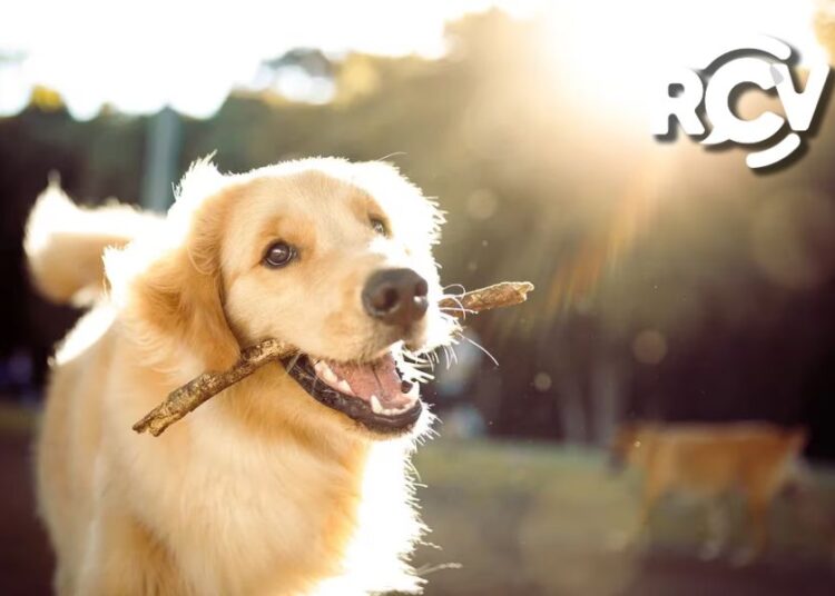 ¿La memoria de los perros puede compararse con la humana?