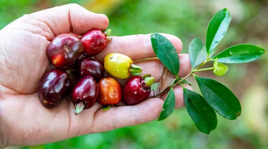 Tres frutas poco conocidas con increíbles beneficios para la salud