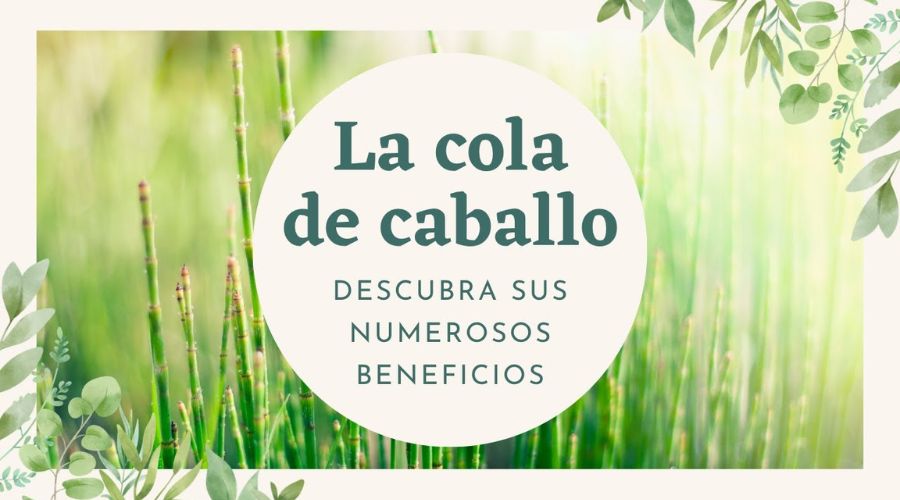 Cola de caballo y sus beneficios para la salud