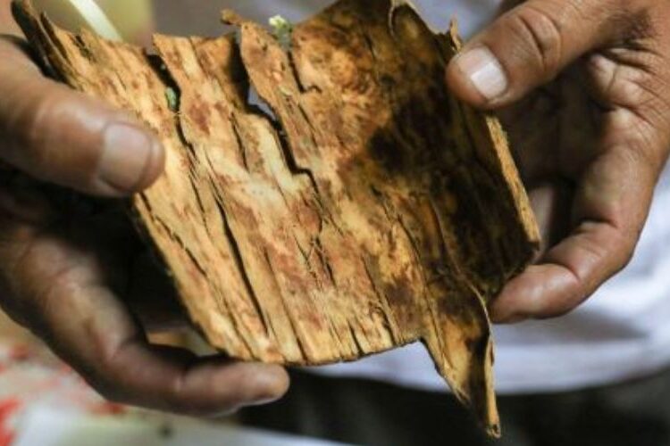 Beneficios medicinales de la quina