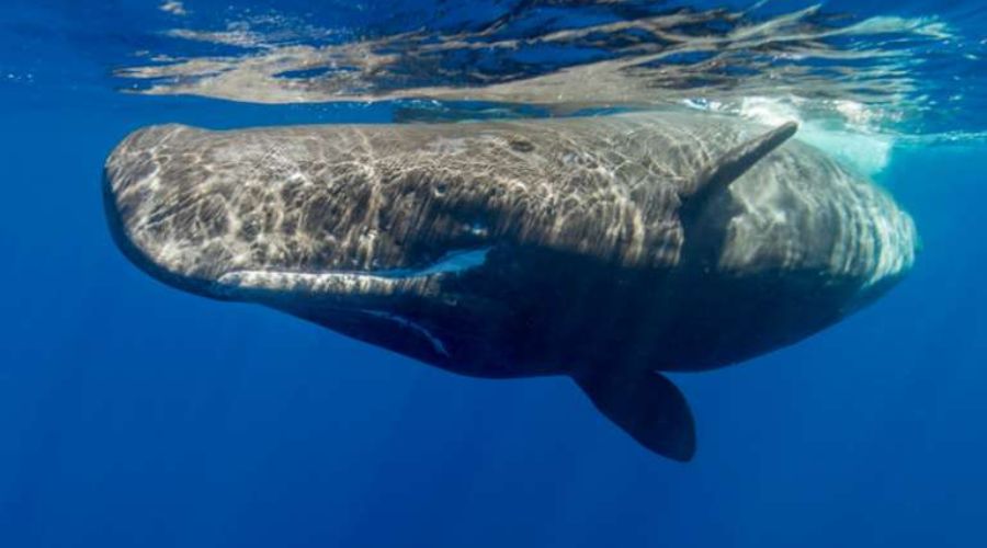 Los cinco animales marinos más grandes del mundo