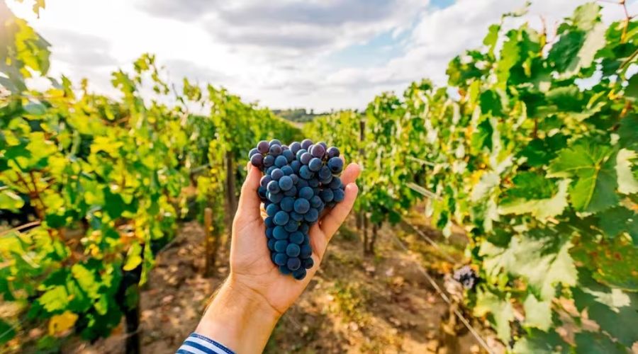 La tradición de las 12 uvas para Año Nuevo