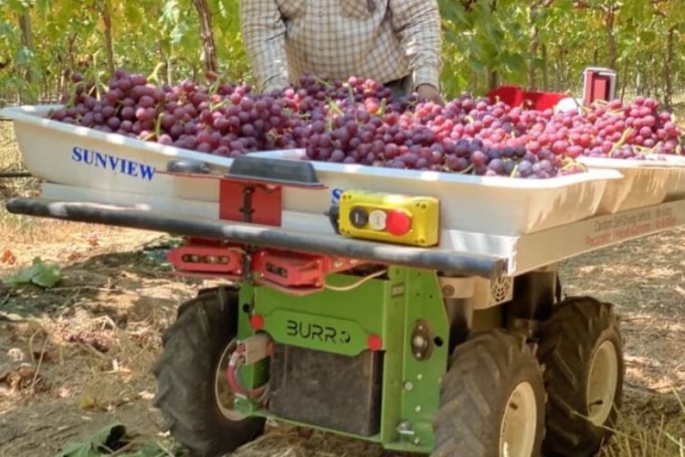 Burro, el robot que realiza labores de agricultura