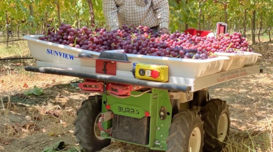 Burro, el robot que realiza labores de agricultura