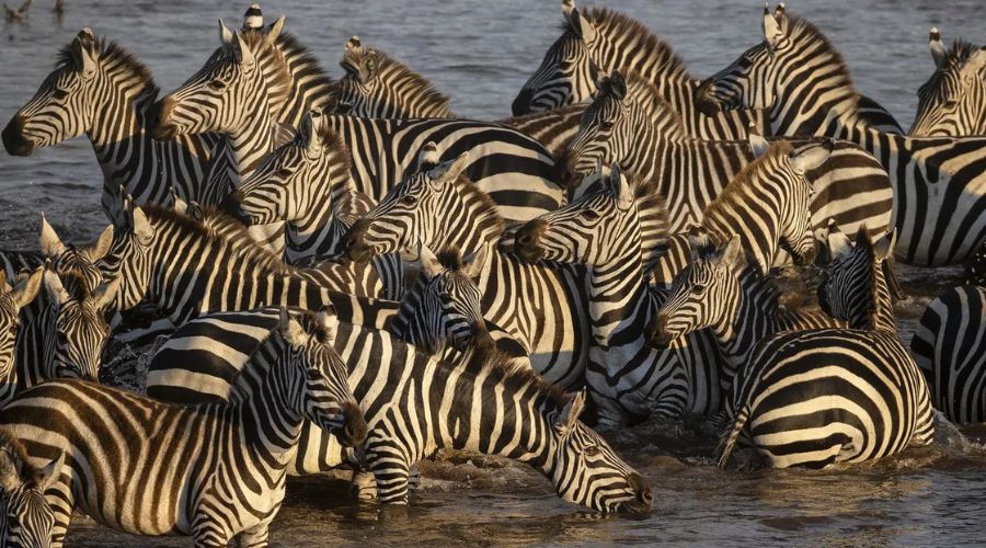 Los 5 datos curiosos de la cebra que seguro no conocías