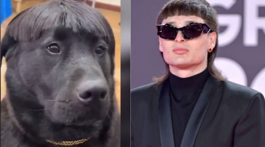 VIDEO| Perritos Pluma, la mascota viral parecida a Peso Pluma