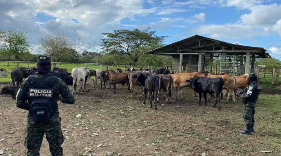Dos Sujetos Son Arrestados Por Robo De Ganado En Omoa