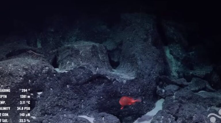 Nueva especie de pez descubierta en Chile