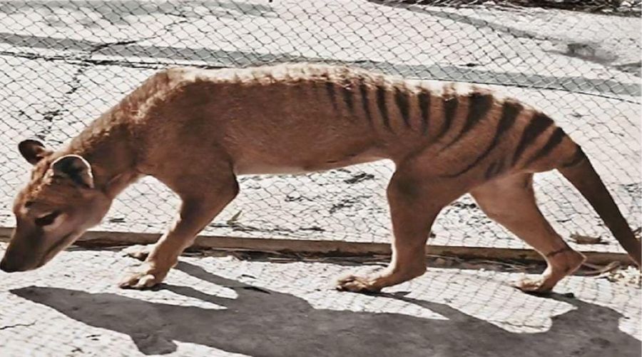 Cinco animales extintos, conoce las causas de su desaparición