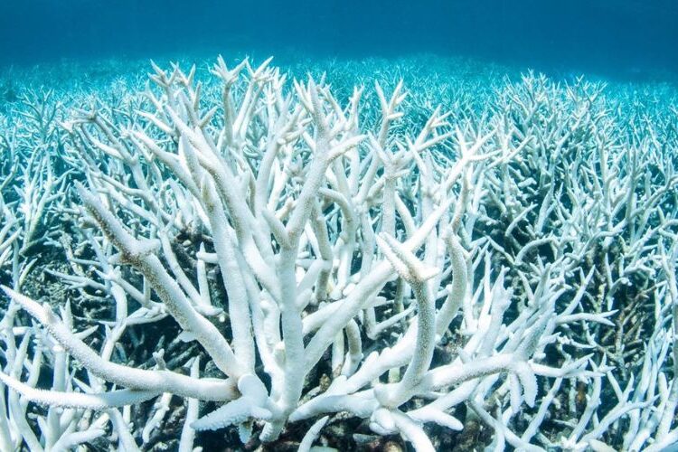 El calor de los océanos está blanqueando los corales