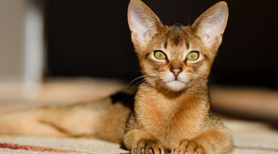 Las razas de gatos más inteligentes