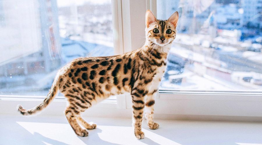 Las razas de gatos más inteligentes