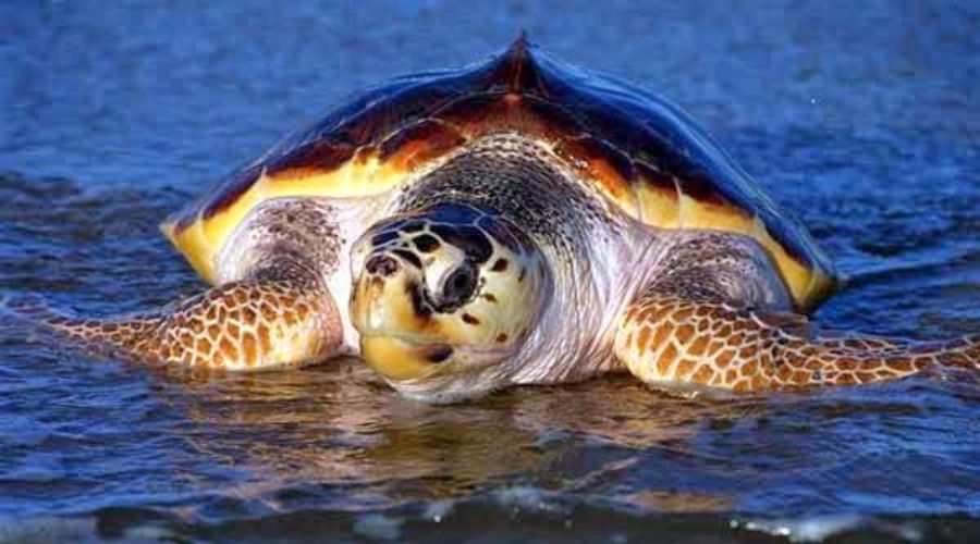 Estos son algunos de los animales más lentos del mundo