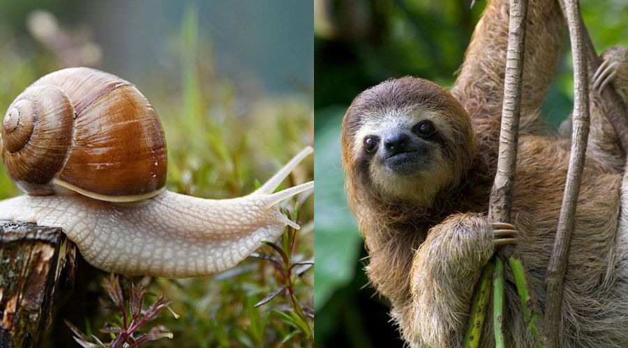 Estos son algunos de los animales más lentos del mundo