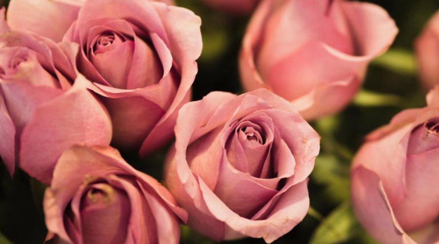 Plantas de sol que puedes tener en tu jardín