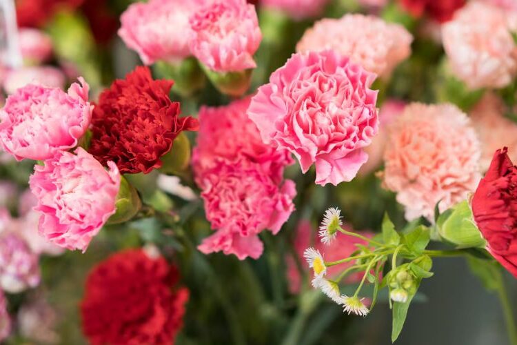 Los usos medicinales ocultos del clavel