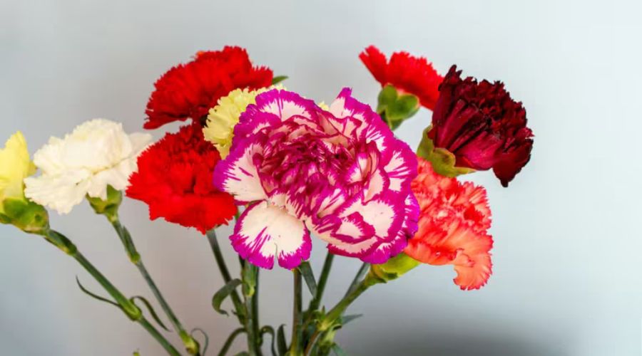 Los usos medicinales ocultos del clavel