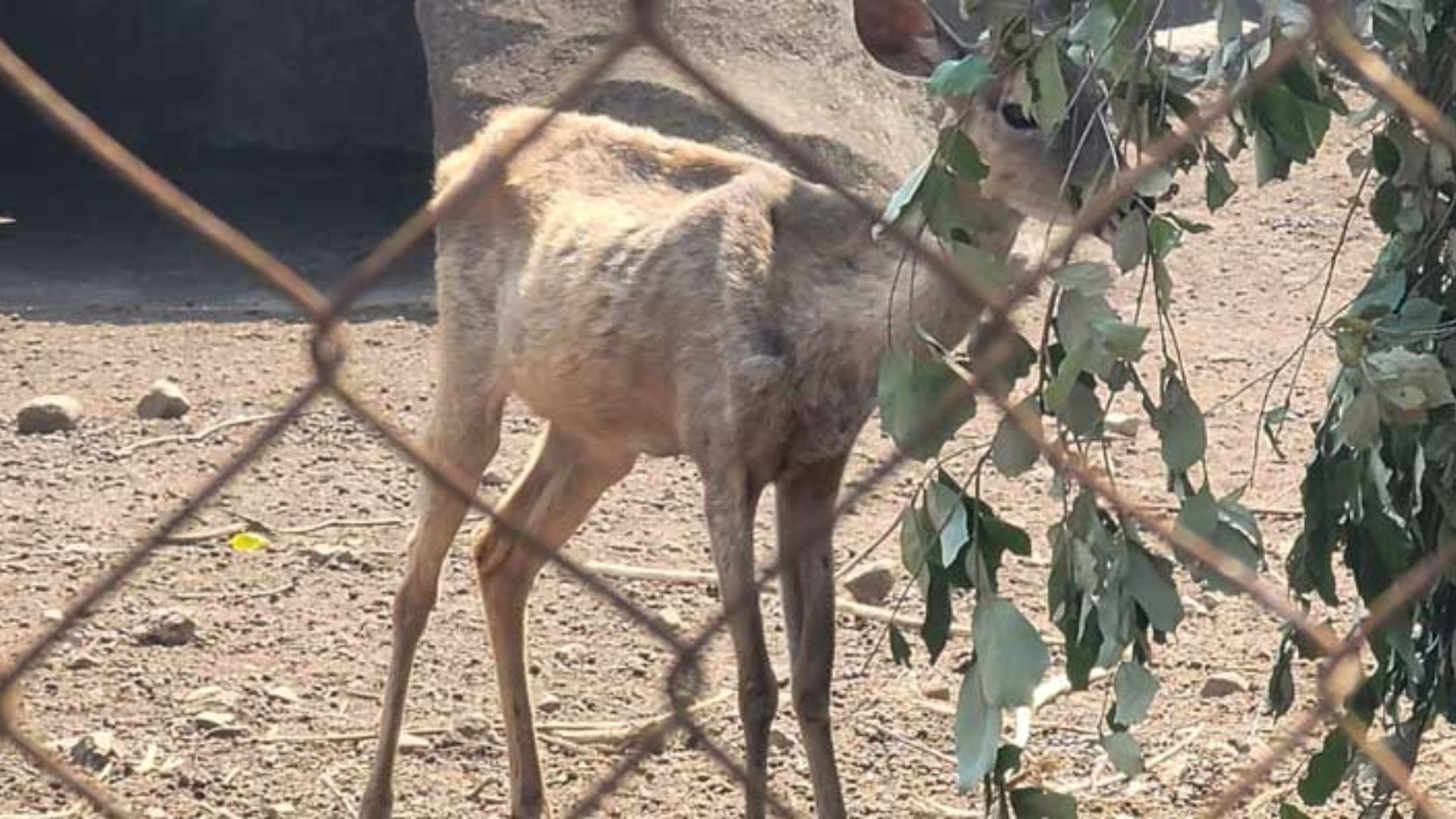 ICF concluye con intervención al Zoológico Joya Grande