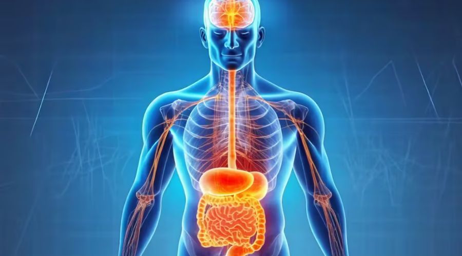 Curiosidades del cuerpo humano