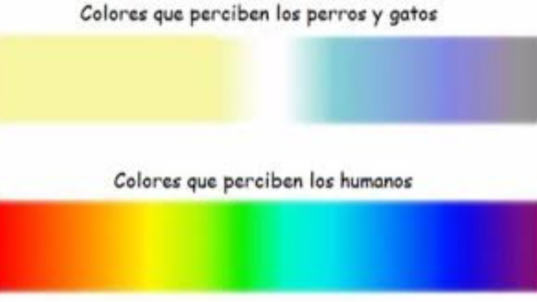 ¿Cómo es la visión de los gatos?