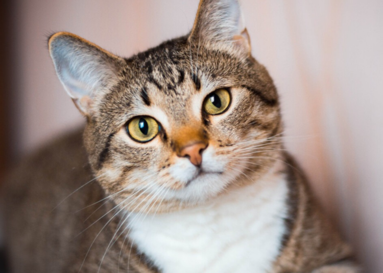 ¿Cómo es la visión de los gatos?