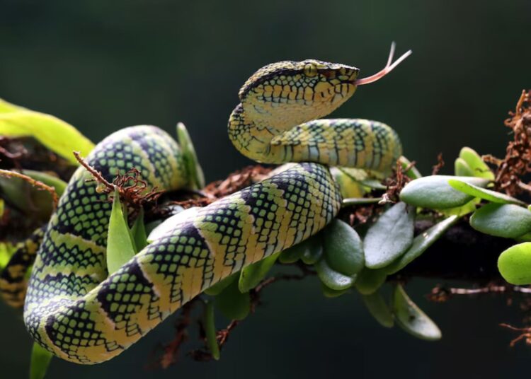 ¿Sabias que hoy es el Día Mundial de la Serpiente?