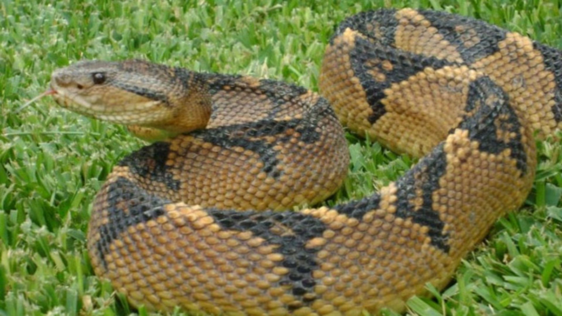 ¿Sabias que hoy es el Día Mundial de la Serpiente?