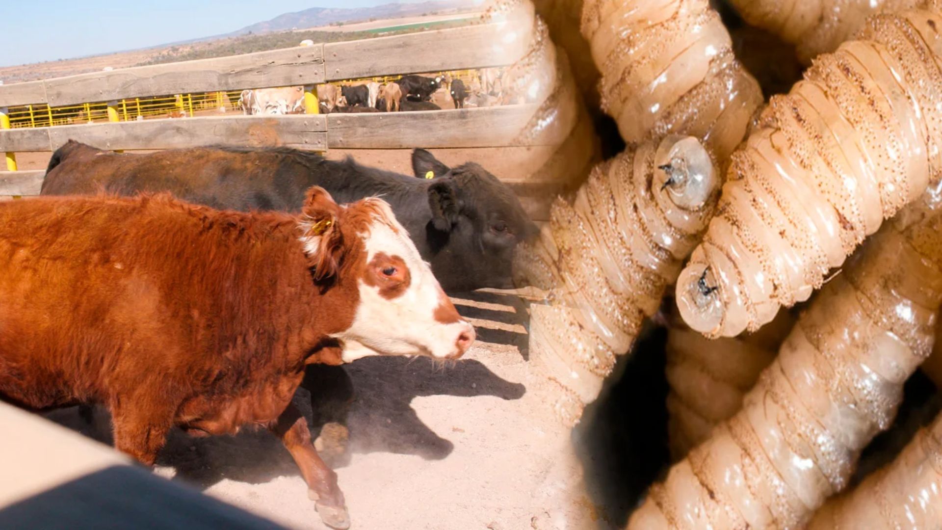 Ganaderos exigen frenar importación de res por gusano barrenador