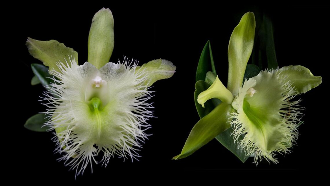 ¿Sabías por qué la Orquídea es la flor nacional?