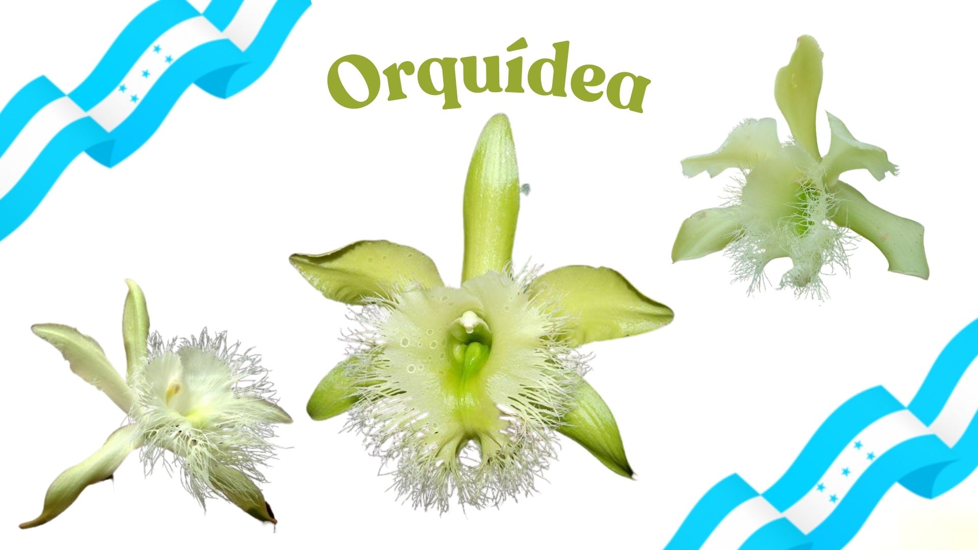 ¿Sabías por qué la Orquídea es la flor nacional?