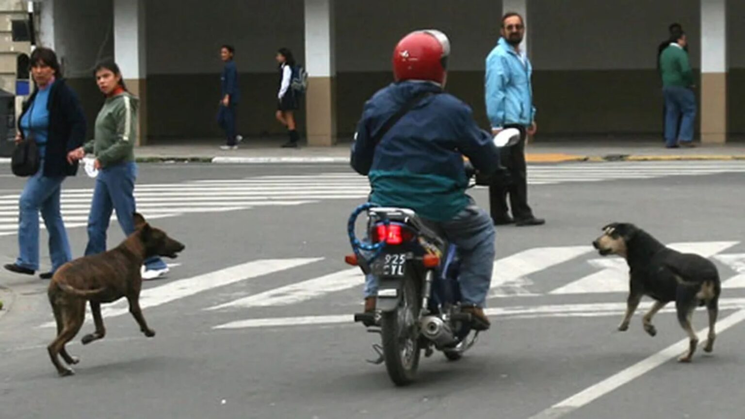 ¿Por qué los perros persiguen las motocicletas con insistencia?