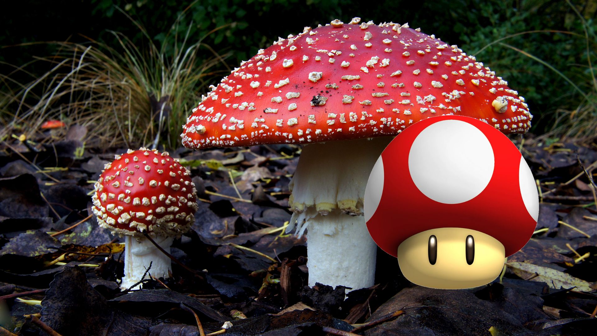 El verdadero hongo que inspiró a Mario Bross