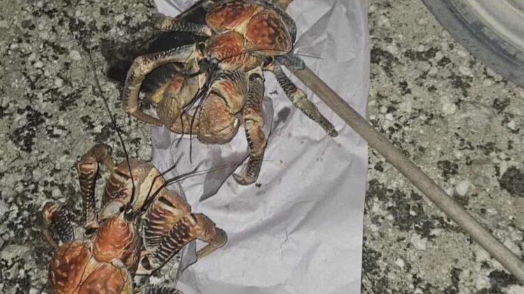 Inusual hallazgo de insectos gigantes sorprende en Australia