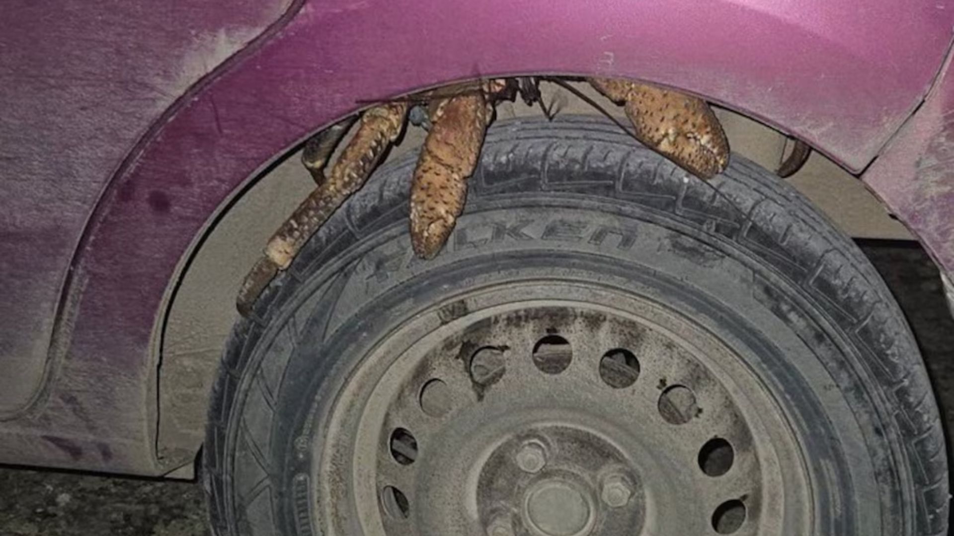 Inusual hallazgo de insectos gigantes sorprende en Australia